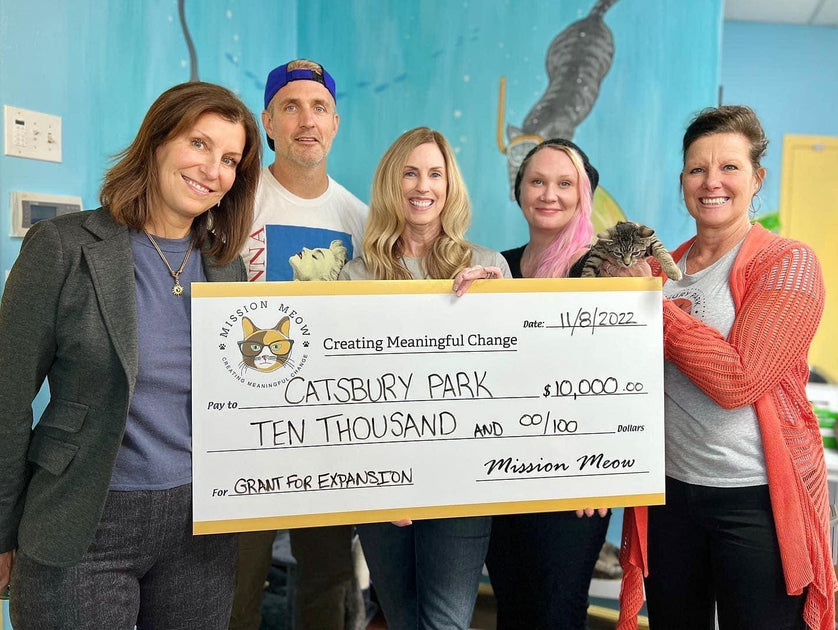 Mission Meow: a New Way That "Love and Above Cat Club" is Helping Cats